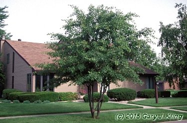 Crataegus phaenopyrum habit: UIPLANTS