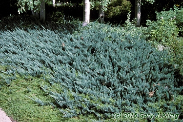 Juniperus horizontalis 'Blue Chip' habit: UIPLANTS